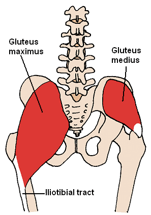 Rotator Cuff of the Hip - Exercises For Injuries
